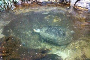 Podocnemis expansa Gallery – theTurtleRoom