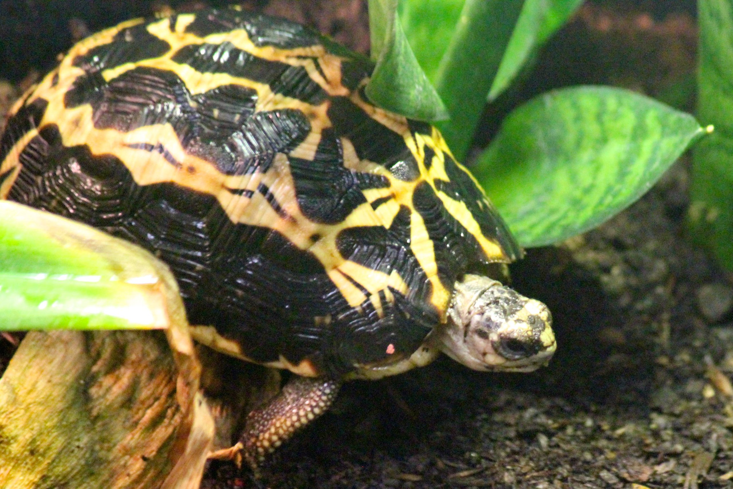 Spider Tortoise Dry Season Care – theTurtleRoom