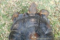 Gopherus berlandieri - Natural History, Care, and Photo Gallery