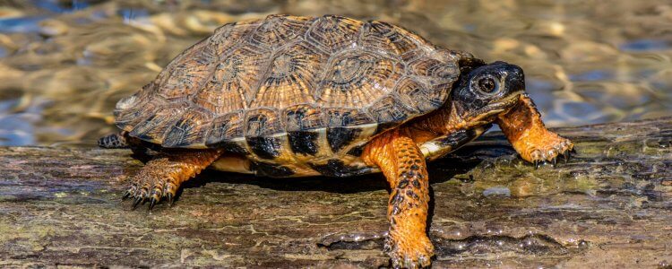 theTurtleRoom - Education. Conservation. Survival.